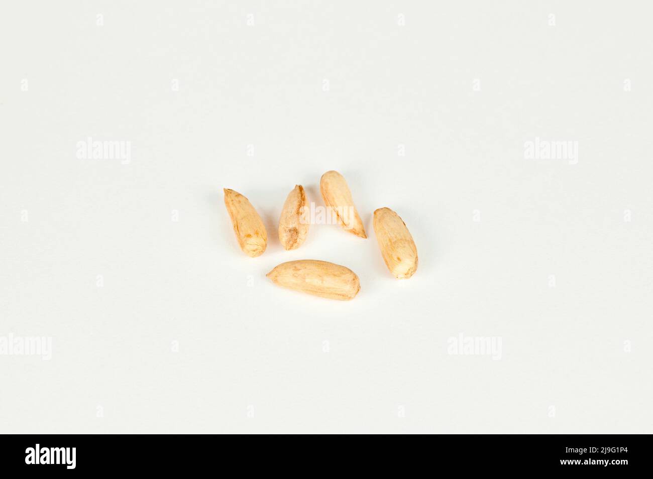Wild Uzbek papershell almonds 'kaymak' on a white background Stock ...