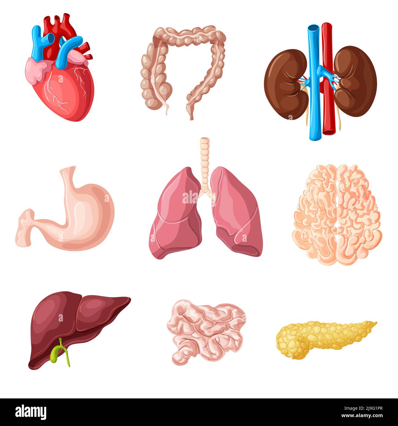 Cartoon human internal organs set with heart intestines kidneys stomach ...