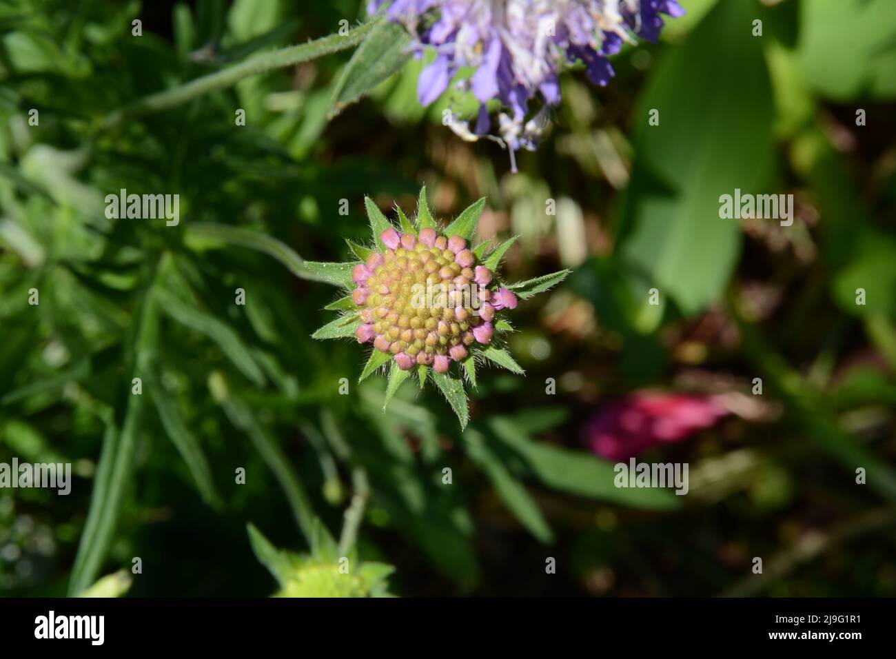 Garten knospe hi-res stock photography and images - Alamy