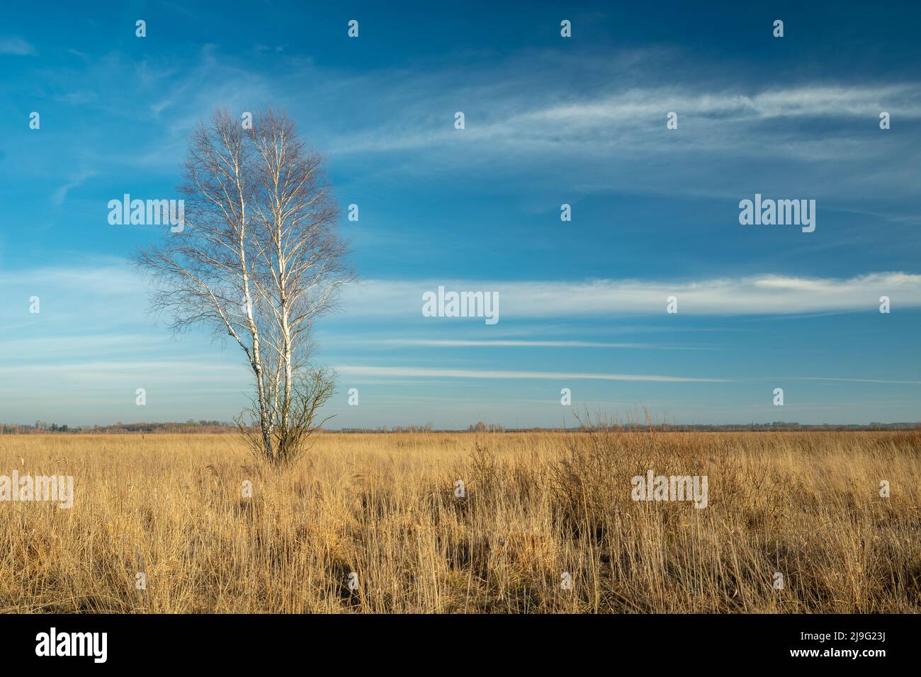 Wetland birch tree hi-res stock photography and images - Alamy