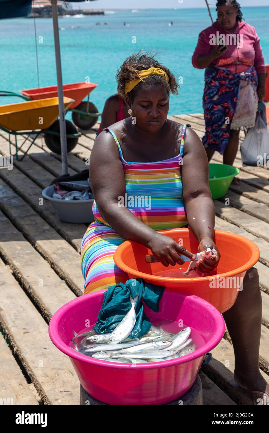 Female gutting fish from the newly caught catch from the fishermen on ...