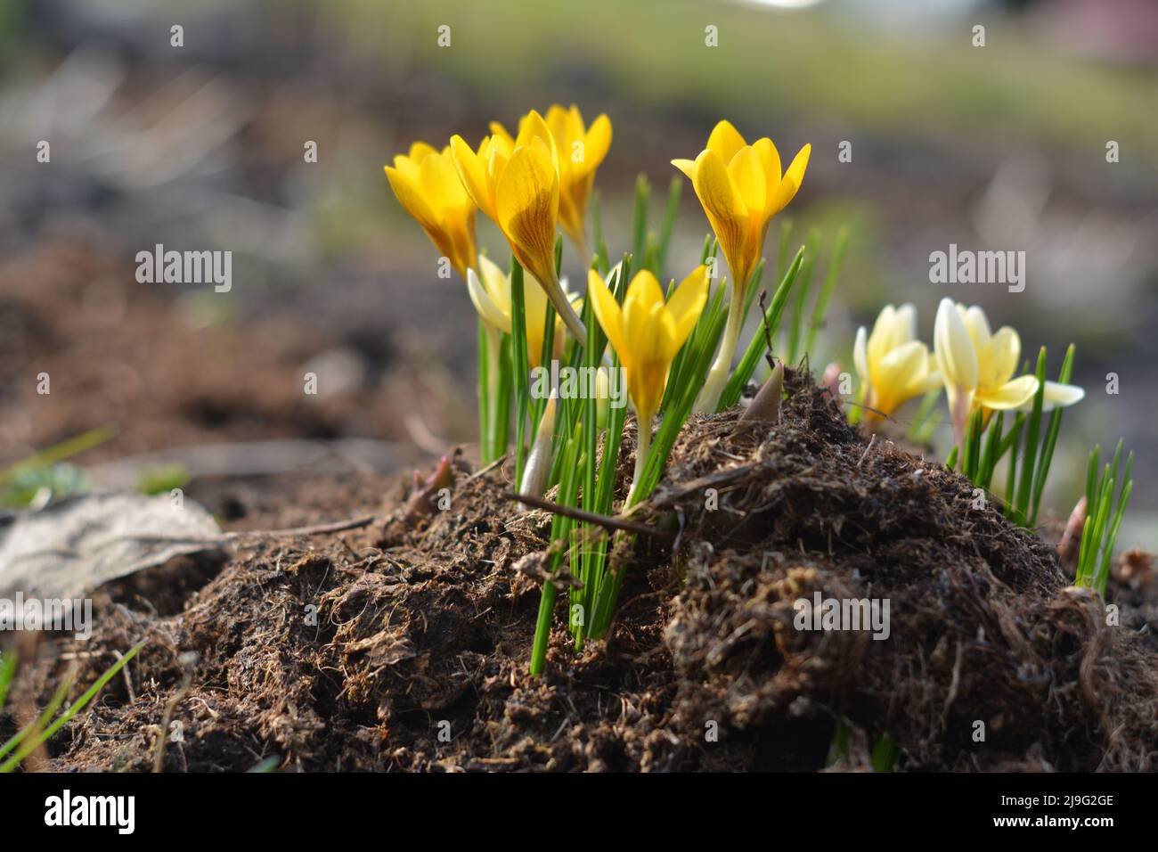 Crocus flowers of yellow color and green grass Stock Photo - Alamy