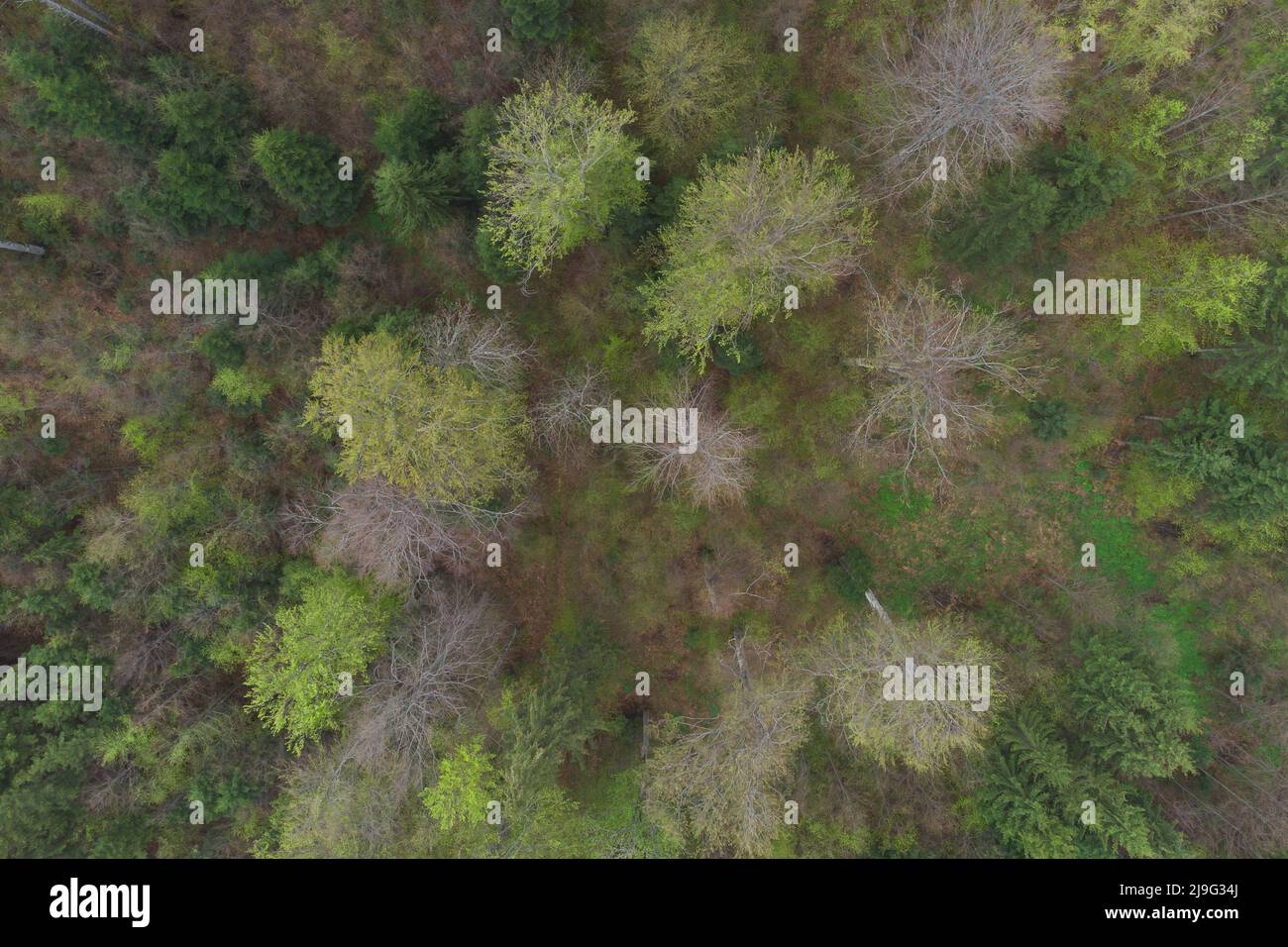 Aerial view of the beautiful green forest, in springtime Stock Photo ...