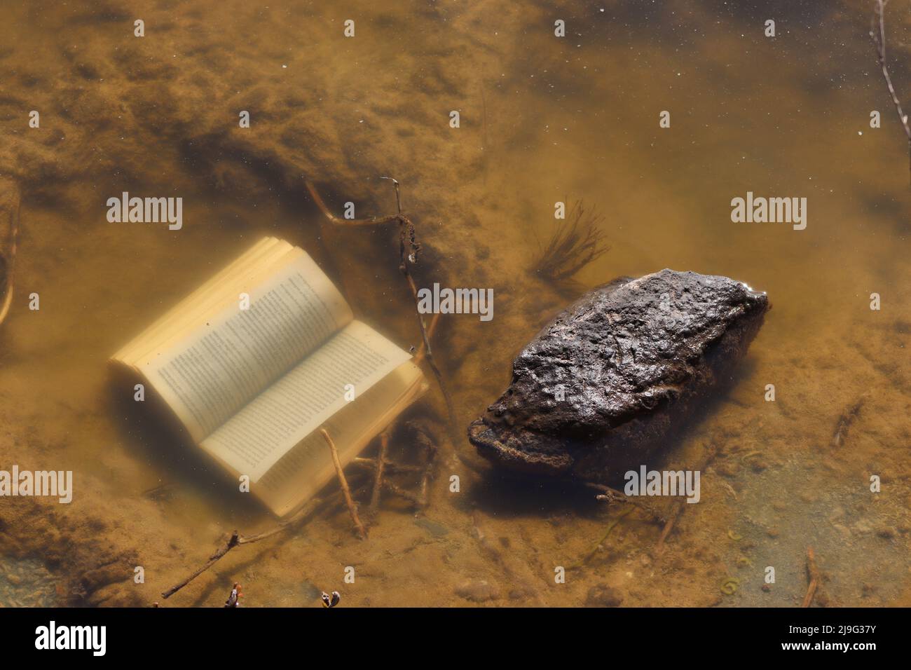 In depth reading! - a discarded book lies open submerged in a shallow ...
