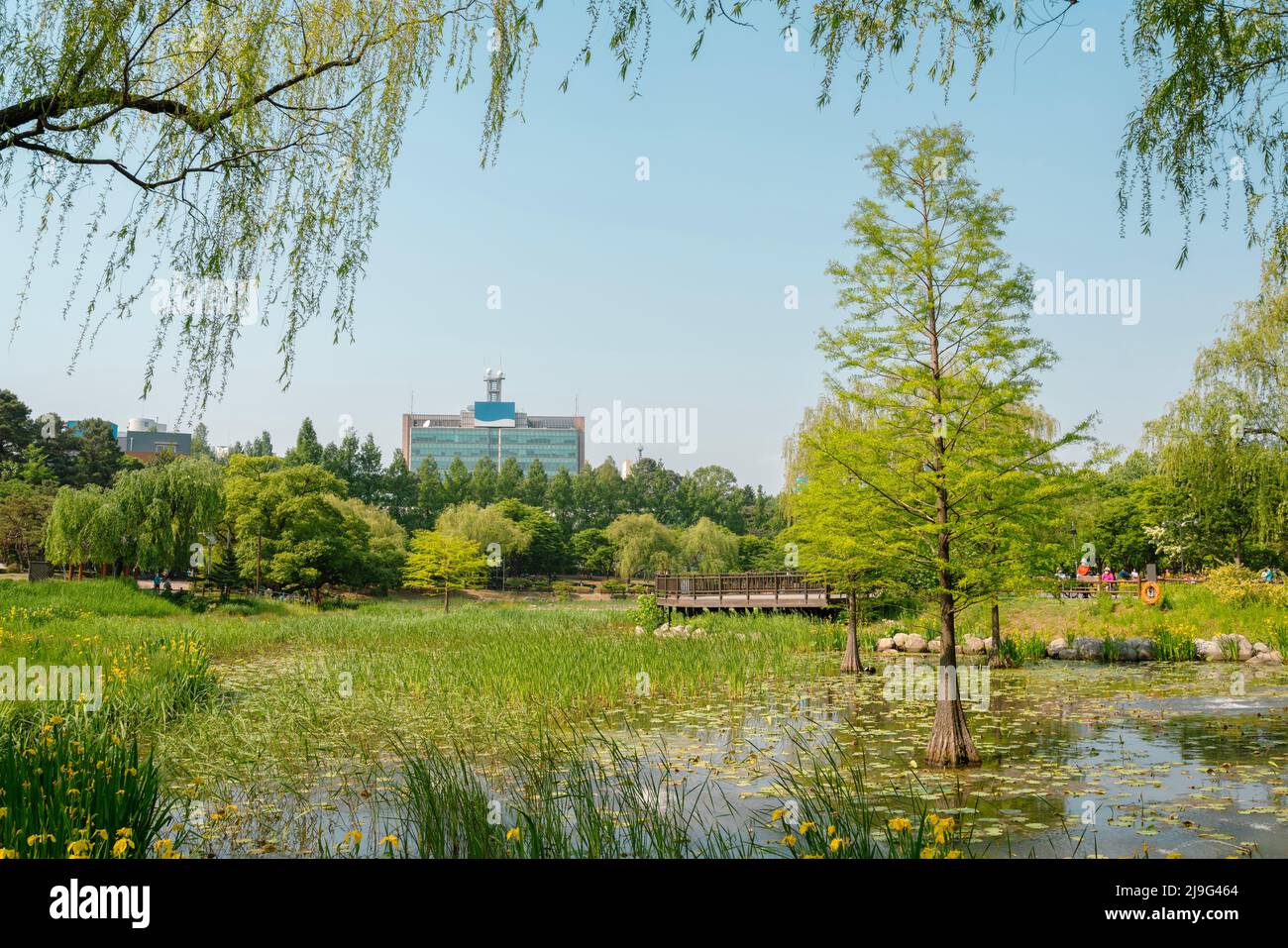 Spring of Boramae park in Seoul, Korea Stock Photo - Alamy