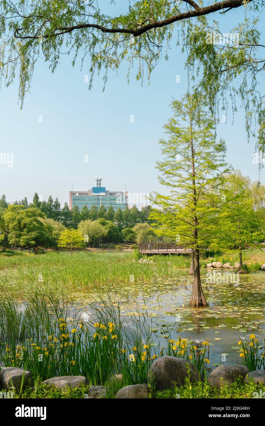 Spring of Boramae park in Seoul, Korea Stock Photo - Alamy