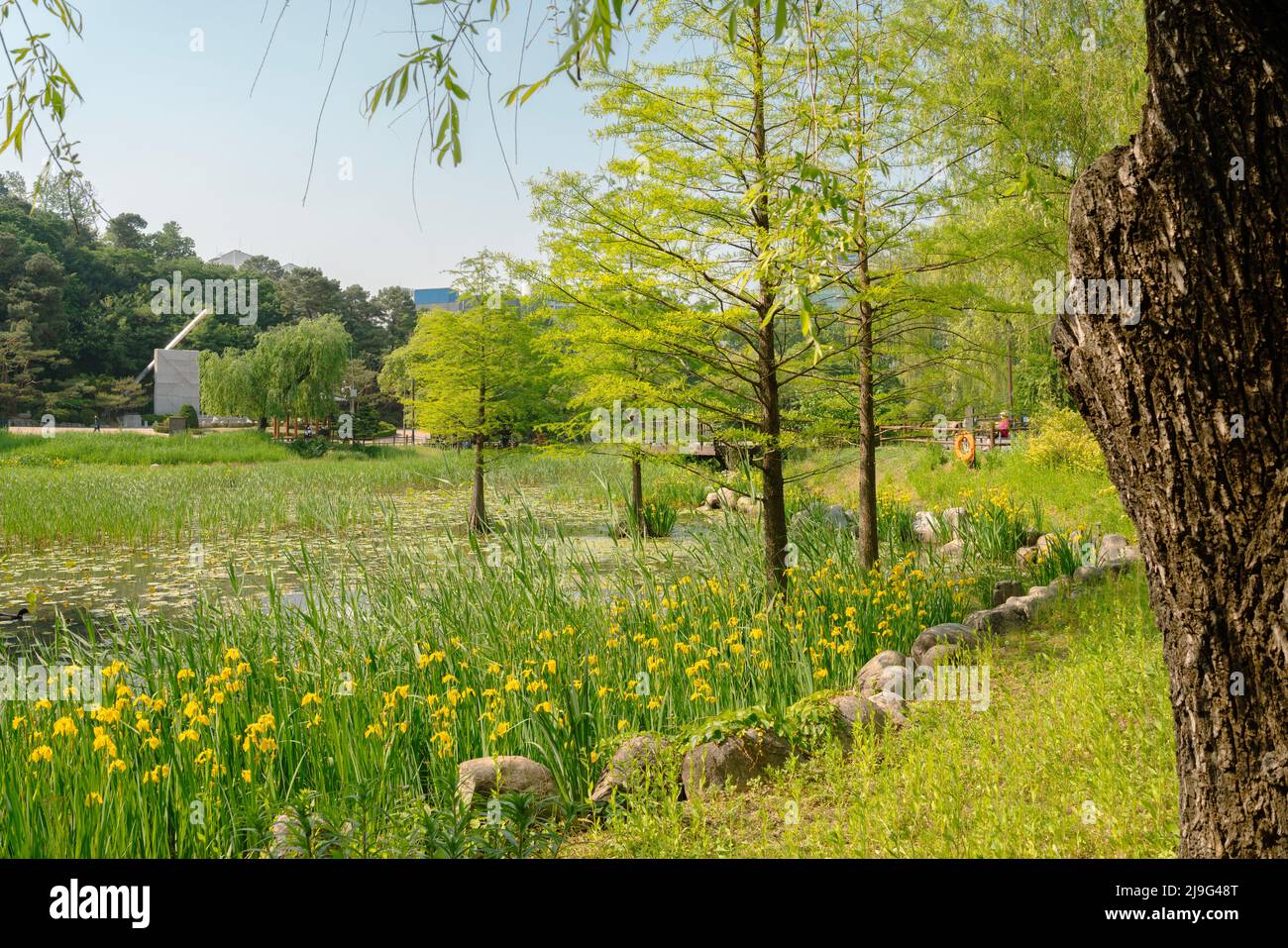Spring of Boramae park in Seoul, Korea Stock Photo - Alamy