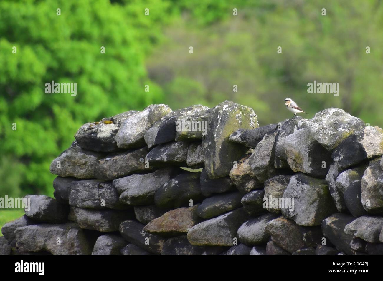 Wheatear, Bronte Country, Pennines, Haworth, West Yorkshire Stock Photo ... Wheatear, Bronte Country, Pennines, Haworth, West Yorkshire Stock Photo ...