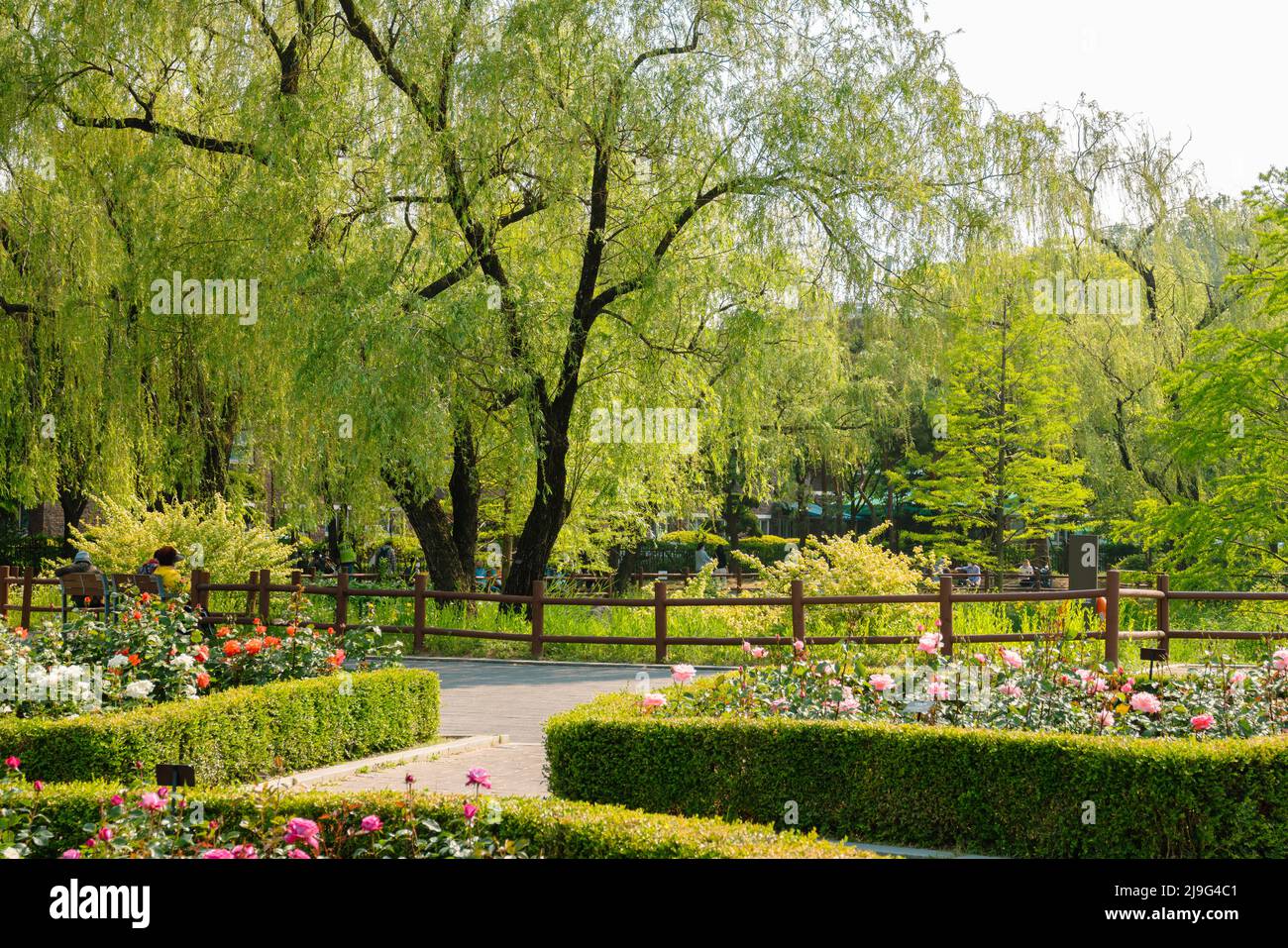 Spring of Boramae park in Seoul, Korea Stock Photo - Alamy