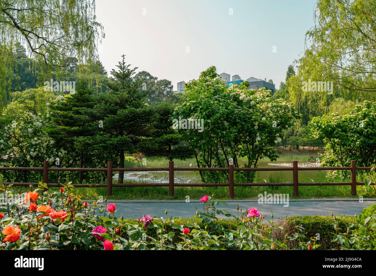 Spring of Boramae park in Seoul, Korea Stock Photo - Alamy