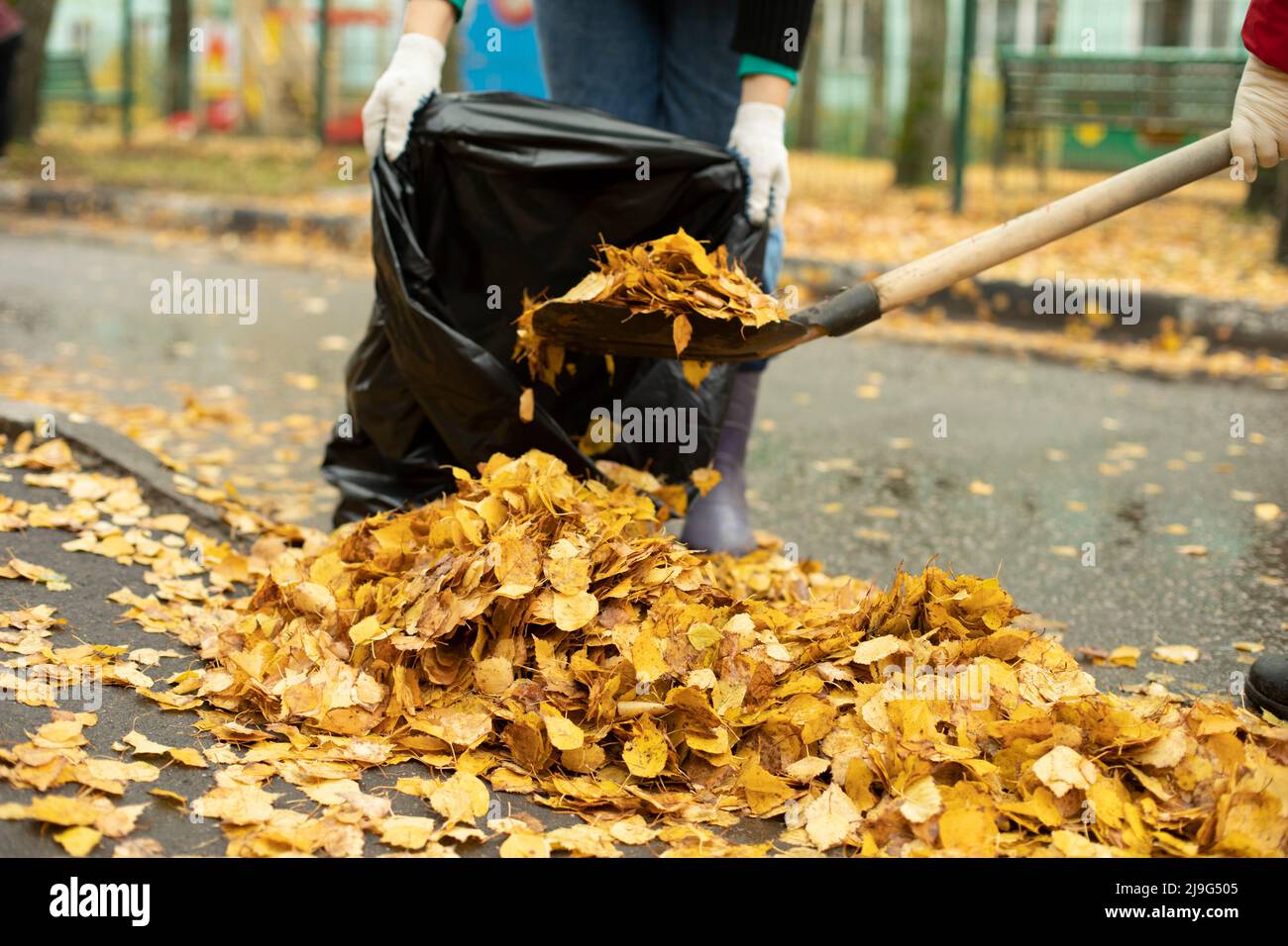 Harvesting leaves in bag. Shovel and yellow leaves. Street cleaning ...