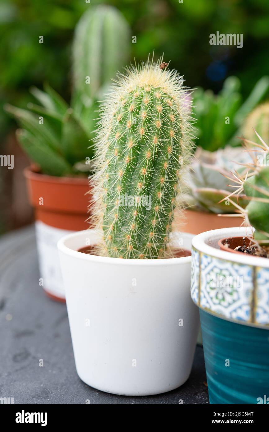 Succulents in pots hi-res stock photography and images - Alamy