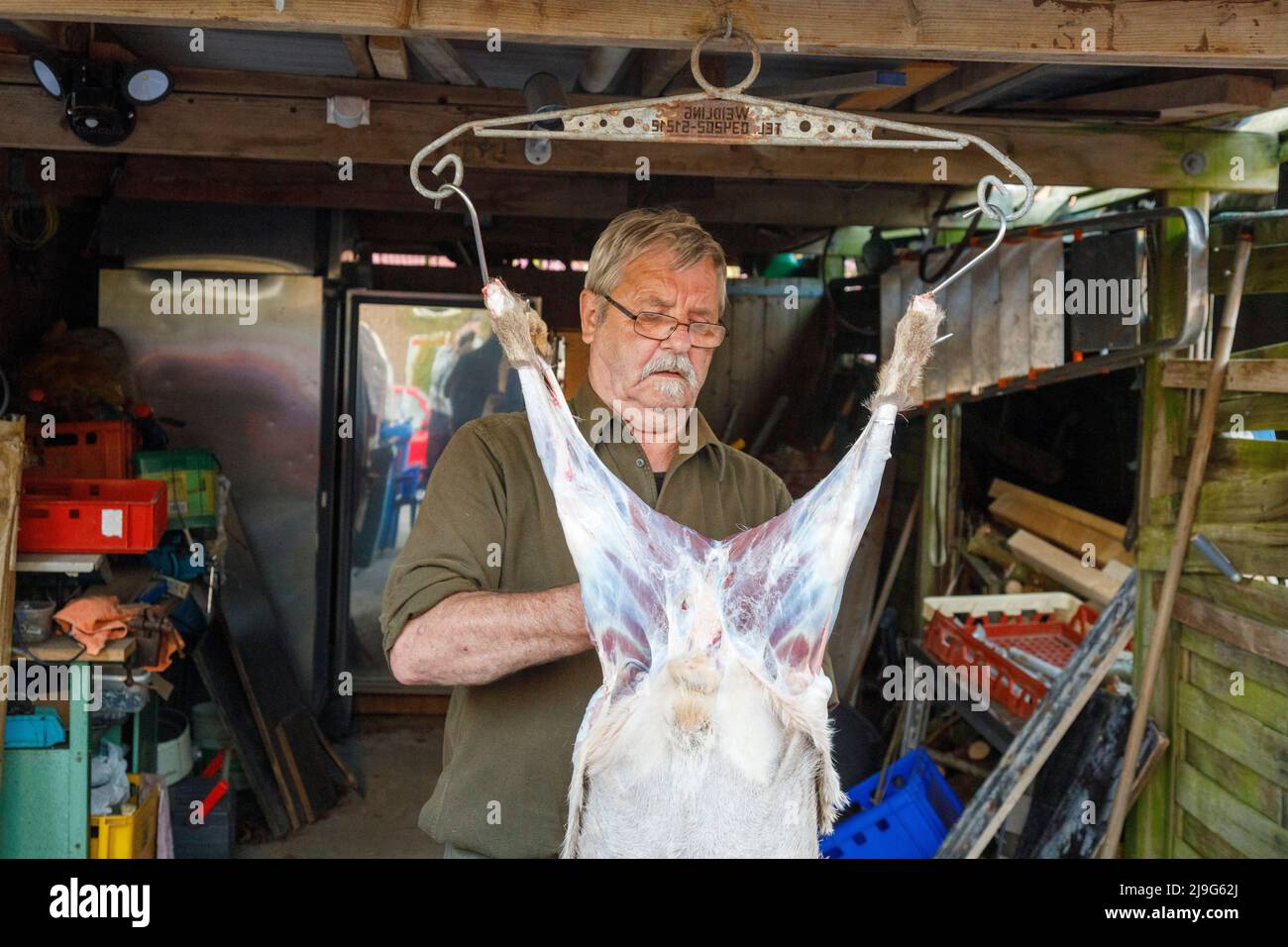 Evisceration hi-res stock photography and images - Alamy