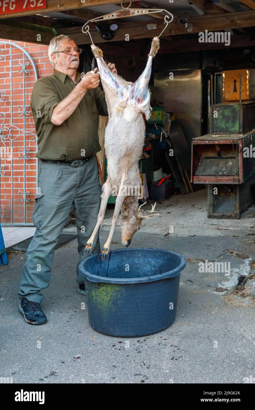 Evisceration hi-res stock photography and images - Alamy