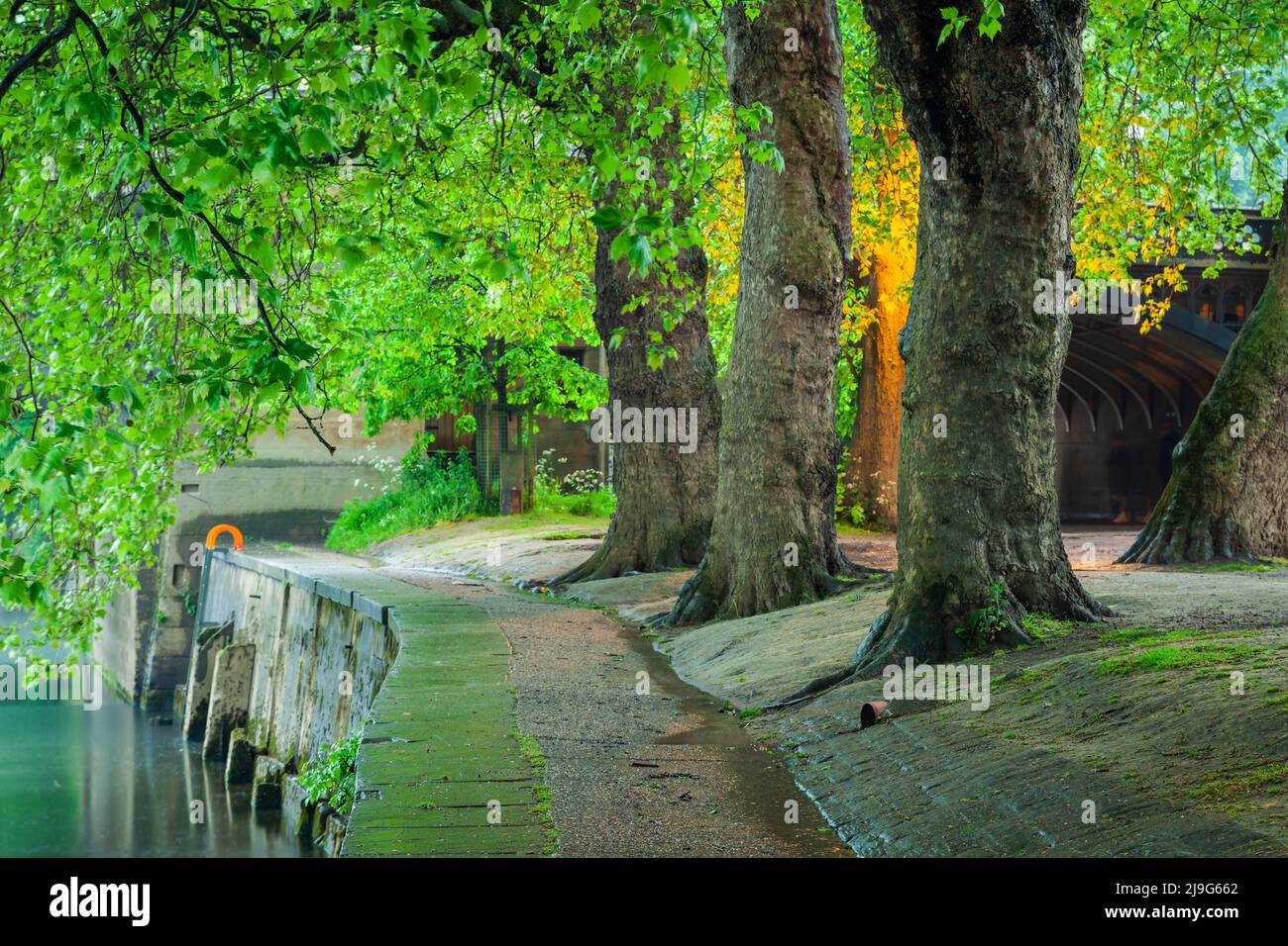 Riverside trees hi-res stock photography and images - Alamy