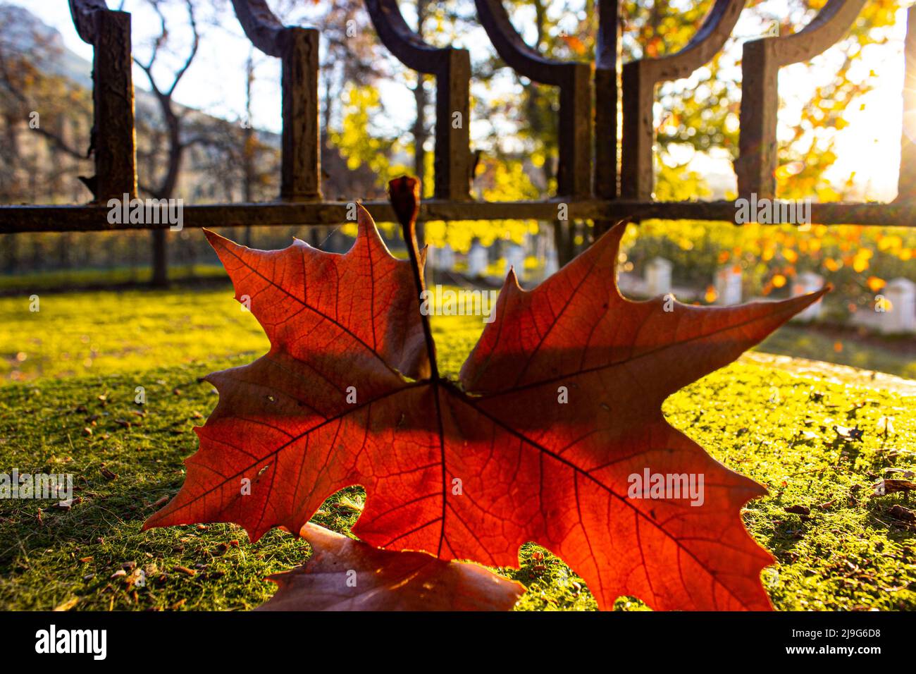 Autumn leaves falling Stock Photo - Alamy