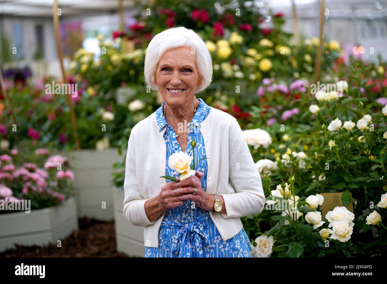Mary berry rose hi-res stock photography and images - Alamy