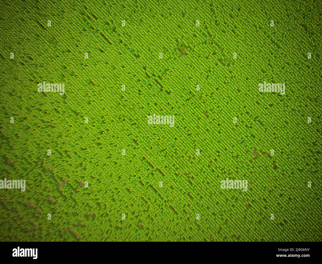 Sunflower crops aerial hi-res stock photography and images - Alamy
