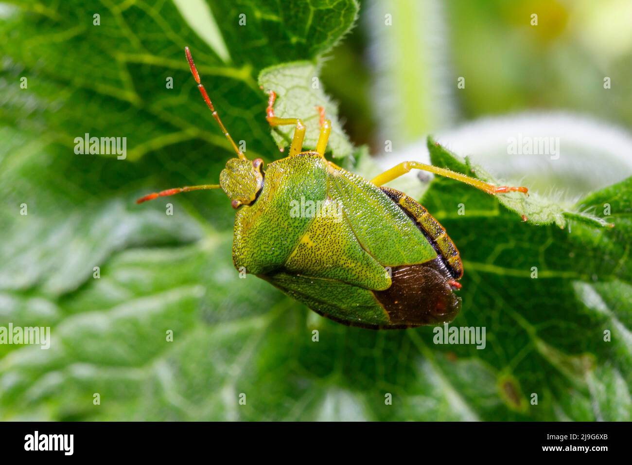 Common Green shieldbug (Palomena prasina) Sussex, England, UK Stock ...