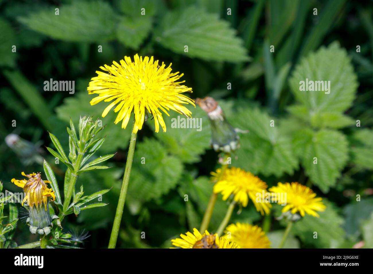 Dandelions left to grow in a wildlife garden, Sussex, England, UK Stock ...