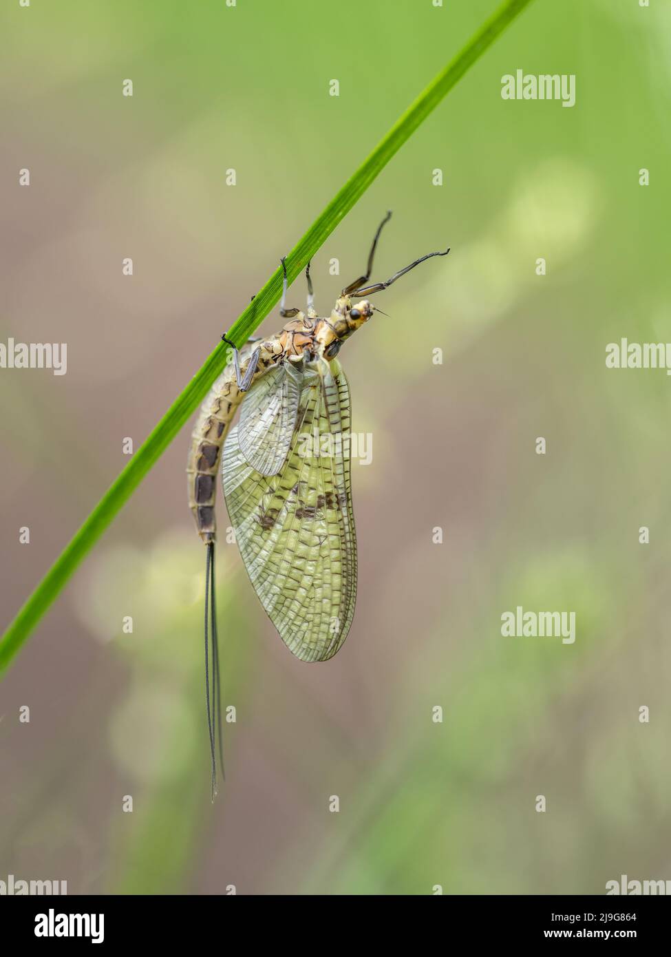 Ephemera sp hi-res stock photography and images - Alamy