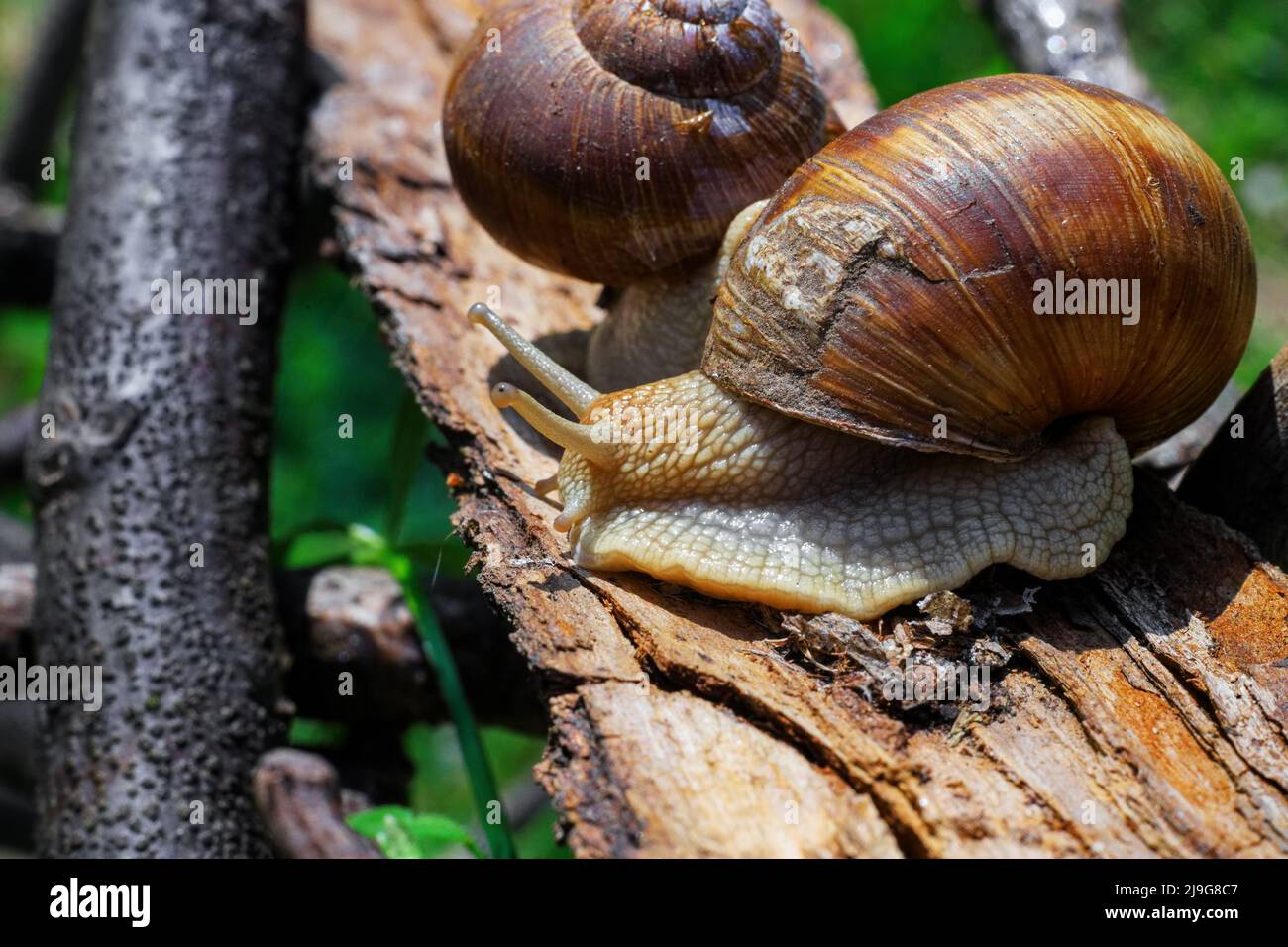 Two snail grape close hi-res stock photography and images - Alamy