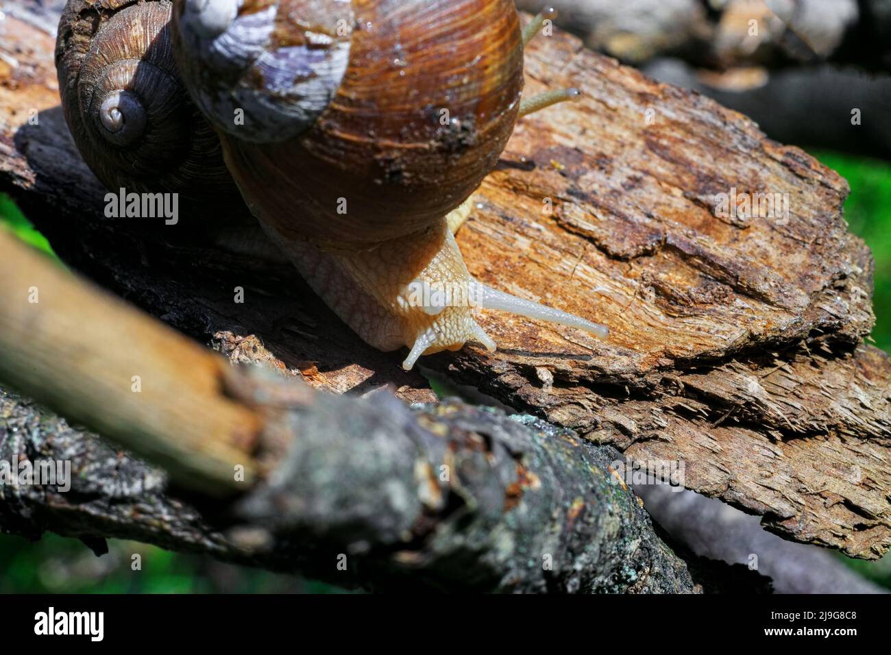 Snail habitat hi-res stock photography and images - Alamy