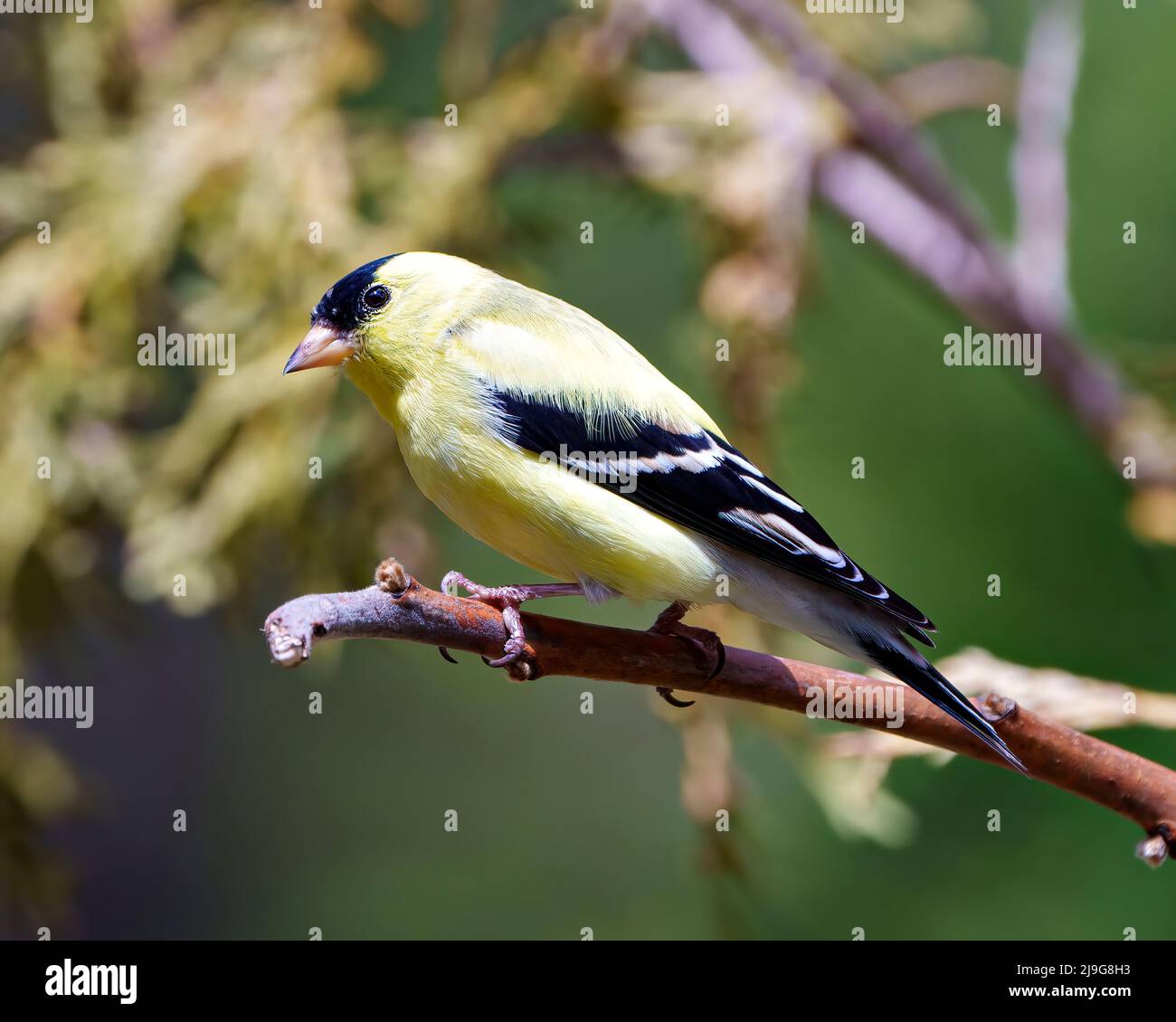 American goldfinch wings hi-res stock photography and images - Alamy