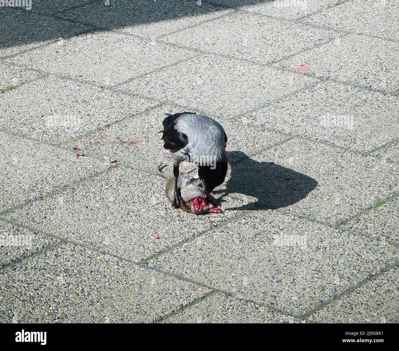 Berlin, Germany. 23rd May, 2022. A crow eating a dead rat, photographed ...