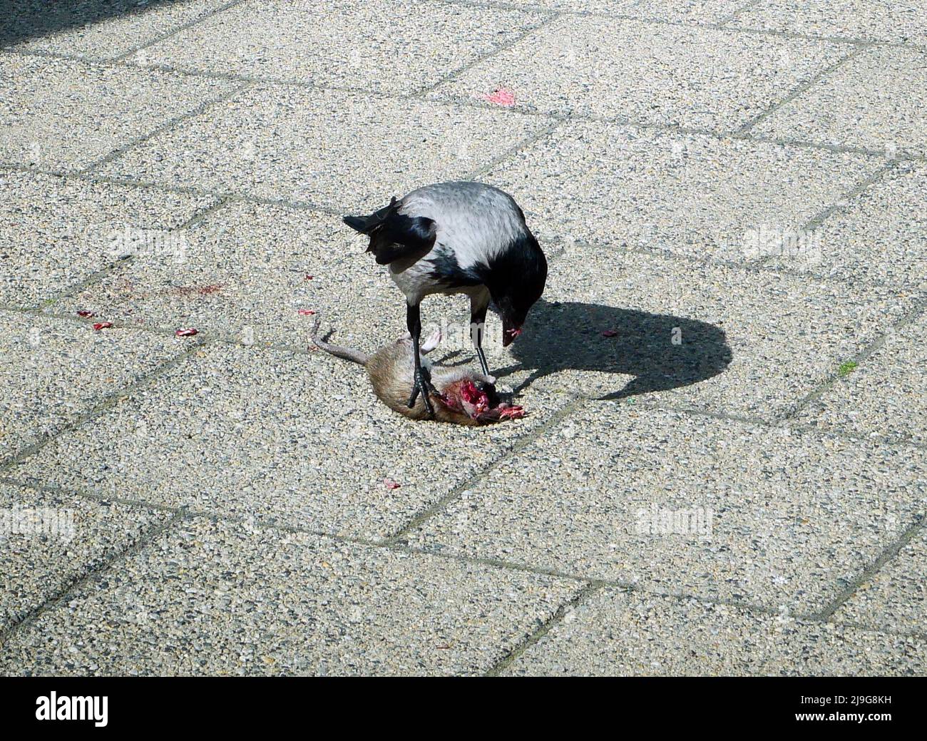 Berlin, Germany. 23rd May, 2022. A crow eating a dead rat, photographed ...
