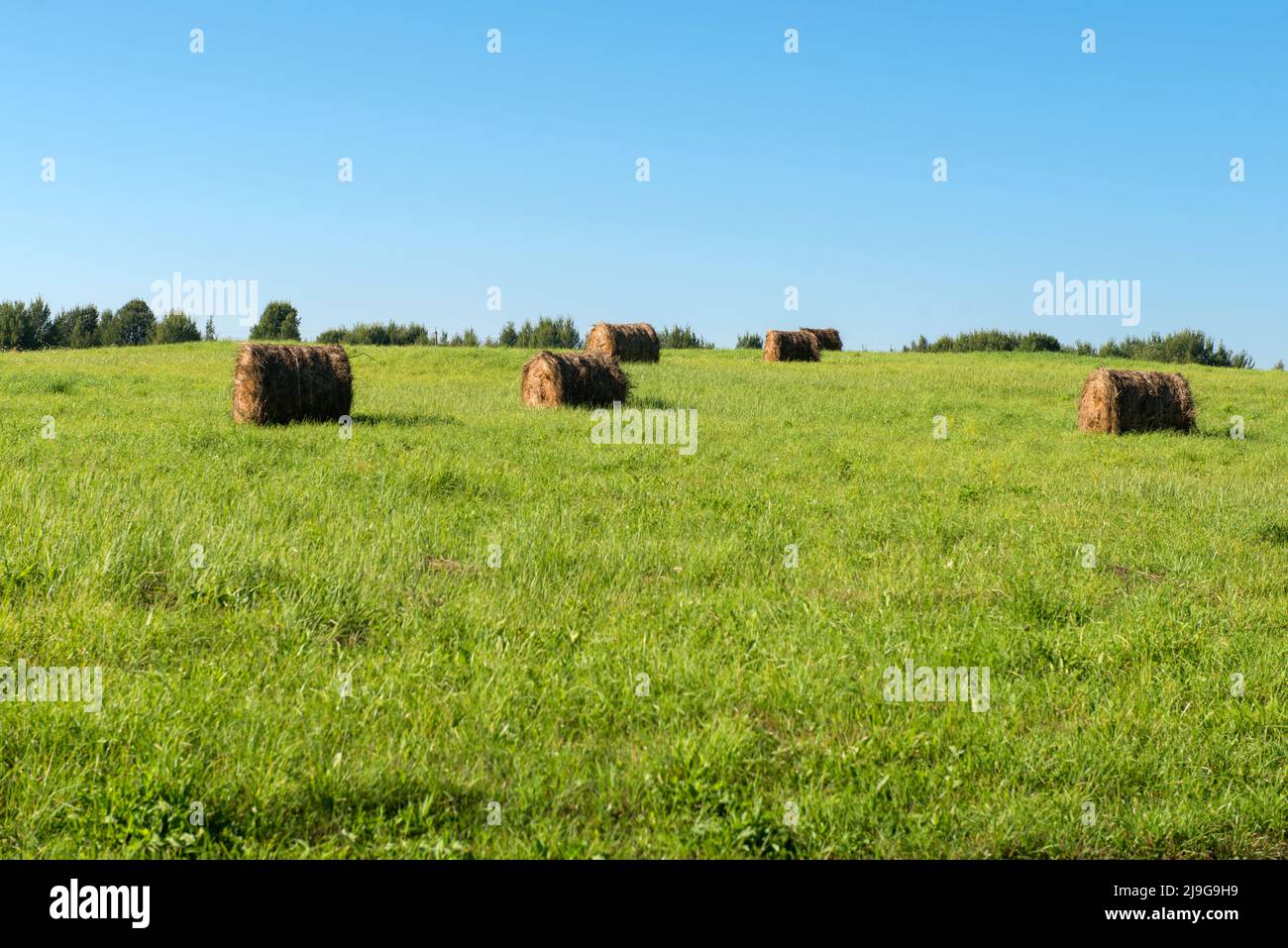 Summer rural landscape: haystacks in a field on a clear sunny day Stock ...