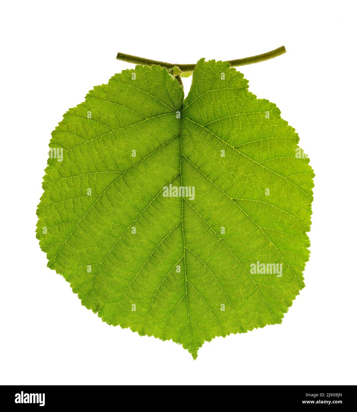 Fresh hazel leaf isolated on white background Stock Photo - Alamy