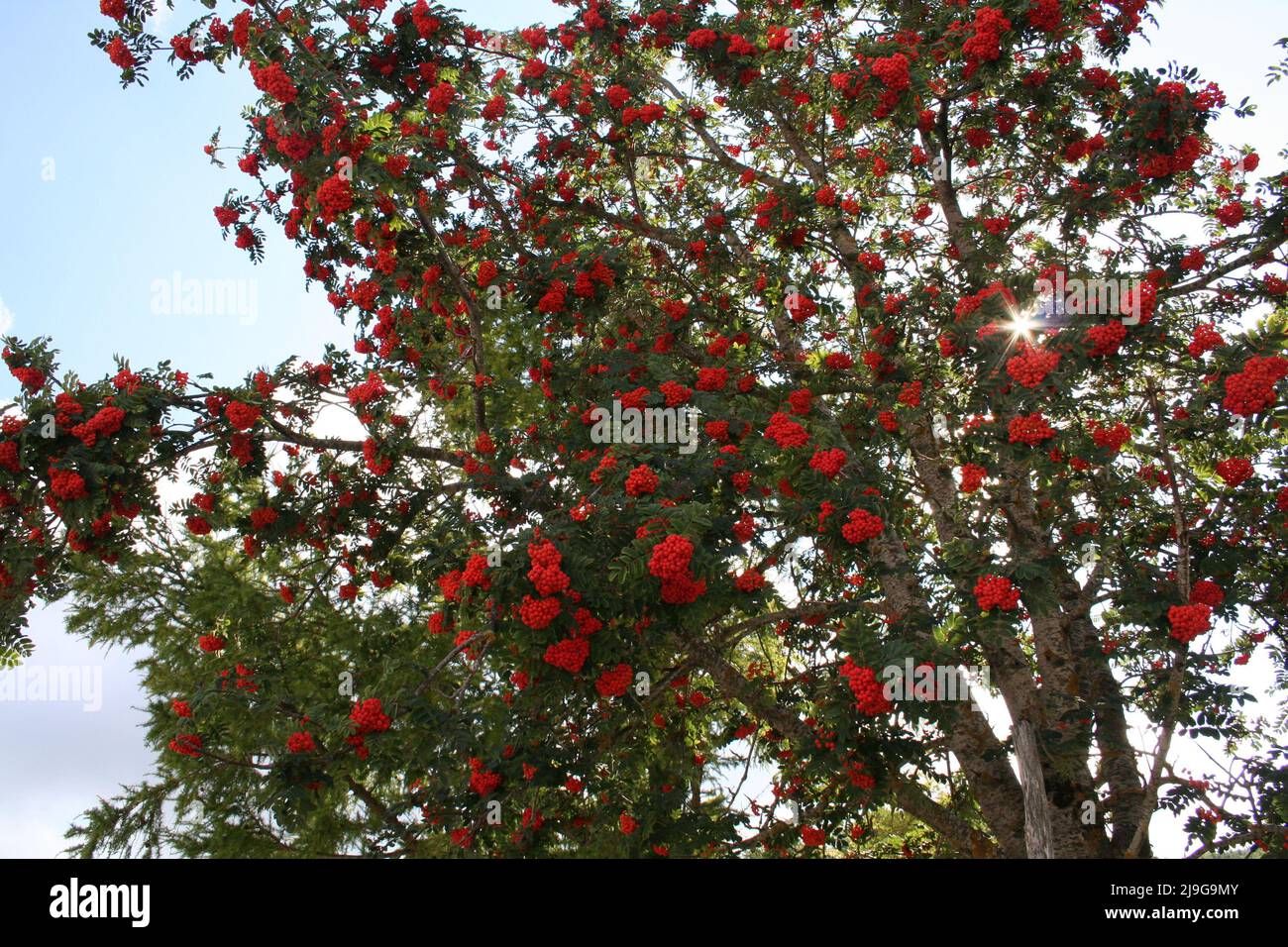 Branch attachment hi-res stock photography and images - Alamy