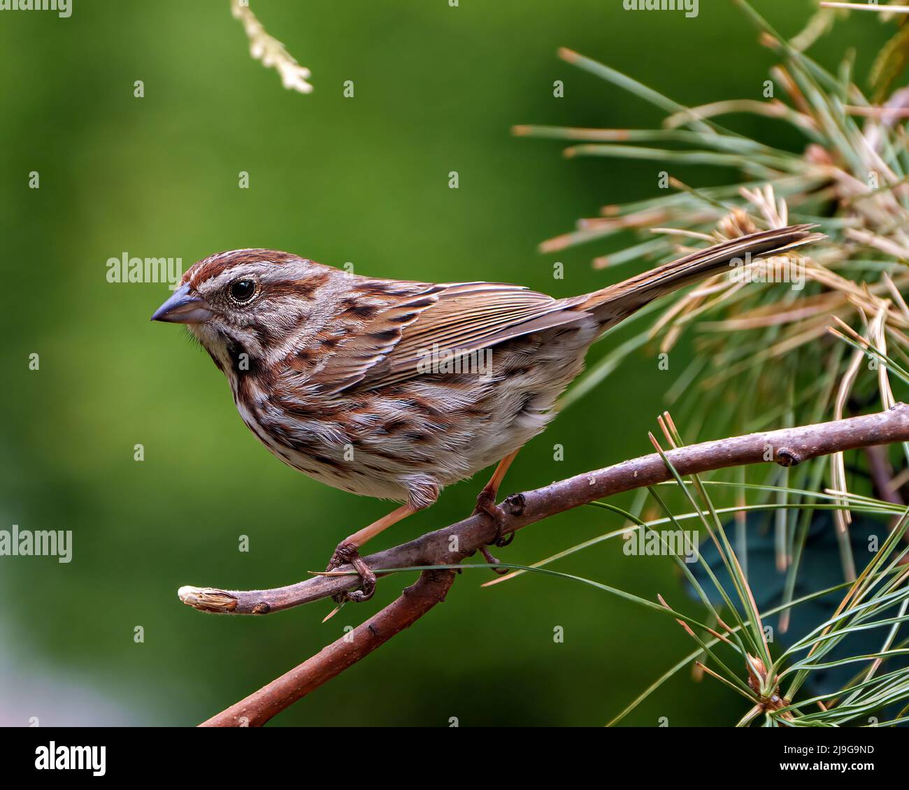 Brown Sparrow perched branch with green blur background in its ...