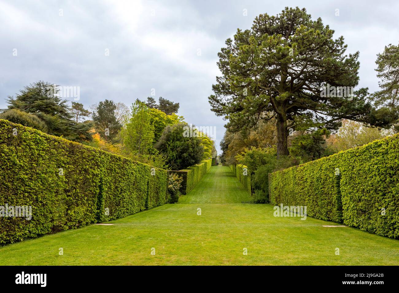 Topiary hedges bordering the Long Walk in Hidcote Manor Garden ...