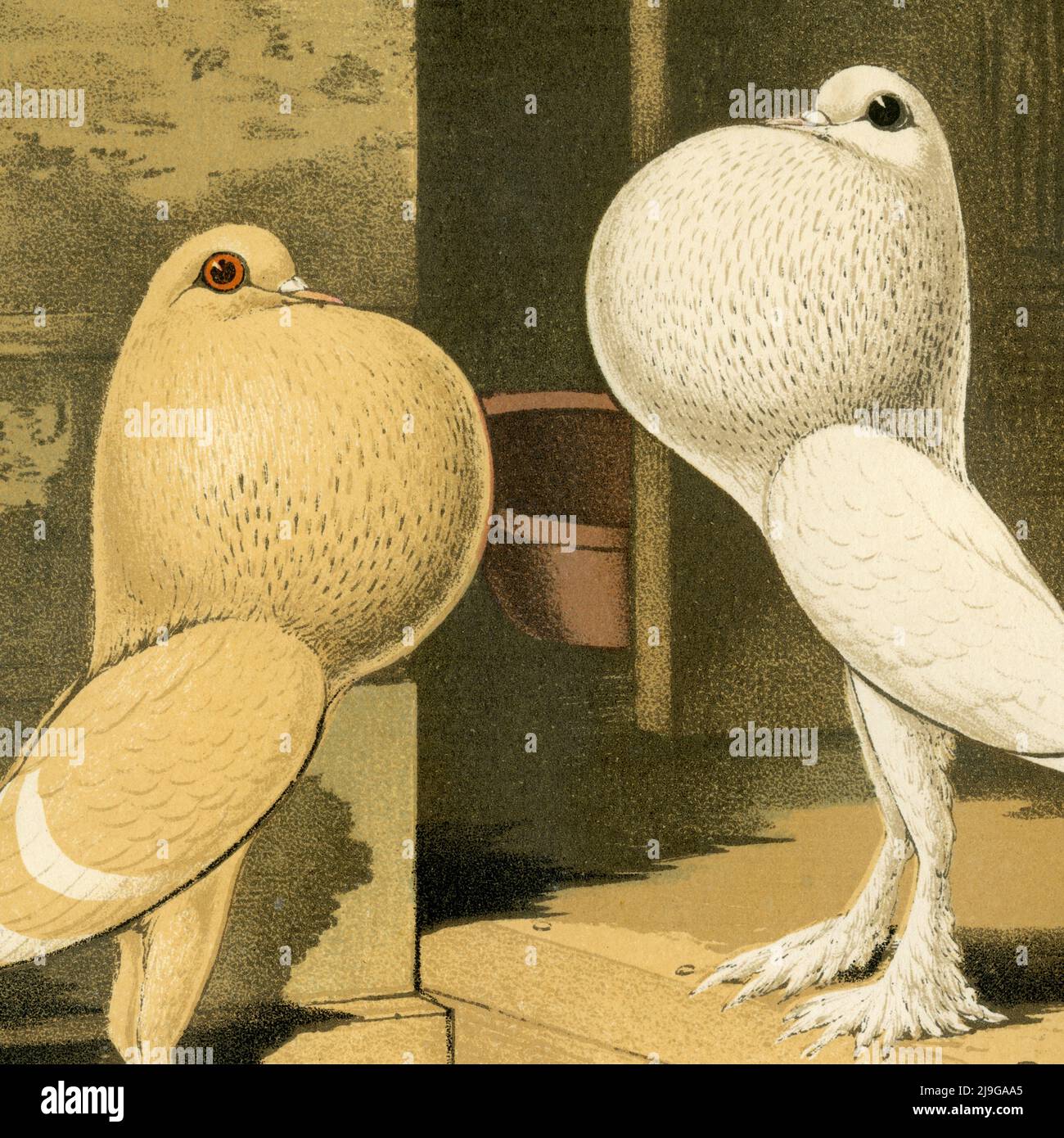 Pouter crops hi-res stock photography and images - Alamy