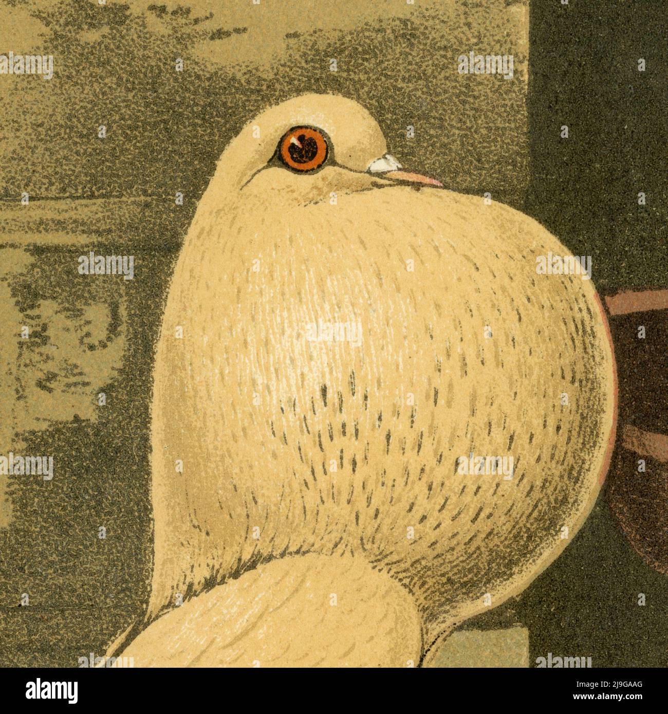 Well inflated: creamy Pigmy Pouter pigeon with a puffed-up crop in ...