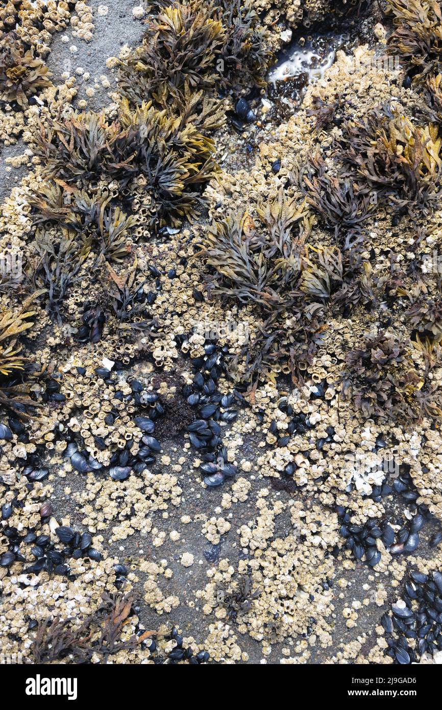 Seaweed and barnacles hi-res stock photography and images - Alamy