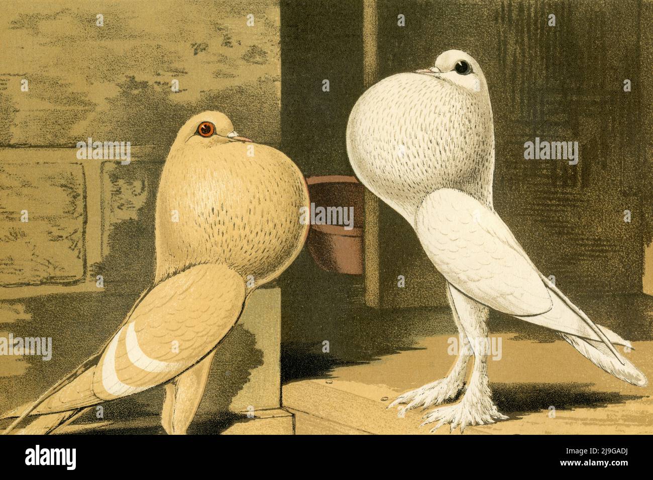 Creamy and white Pigmy Pouter pigeons with well-inflated crops in a ...