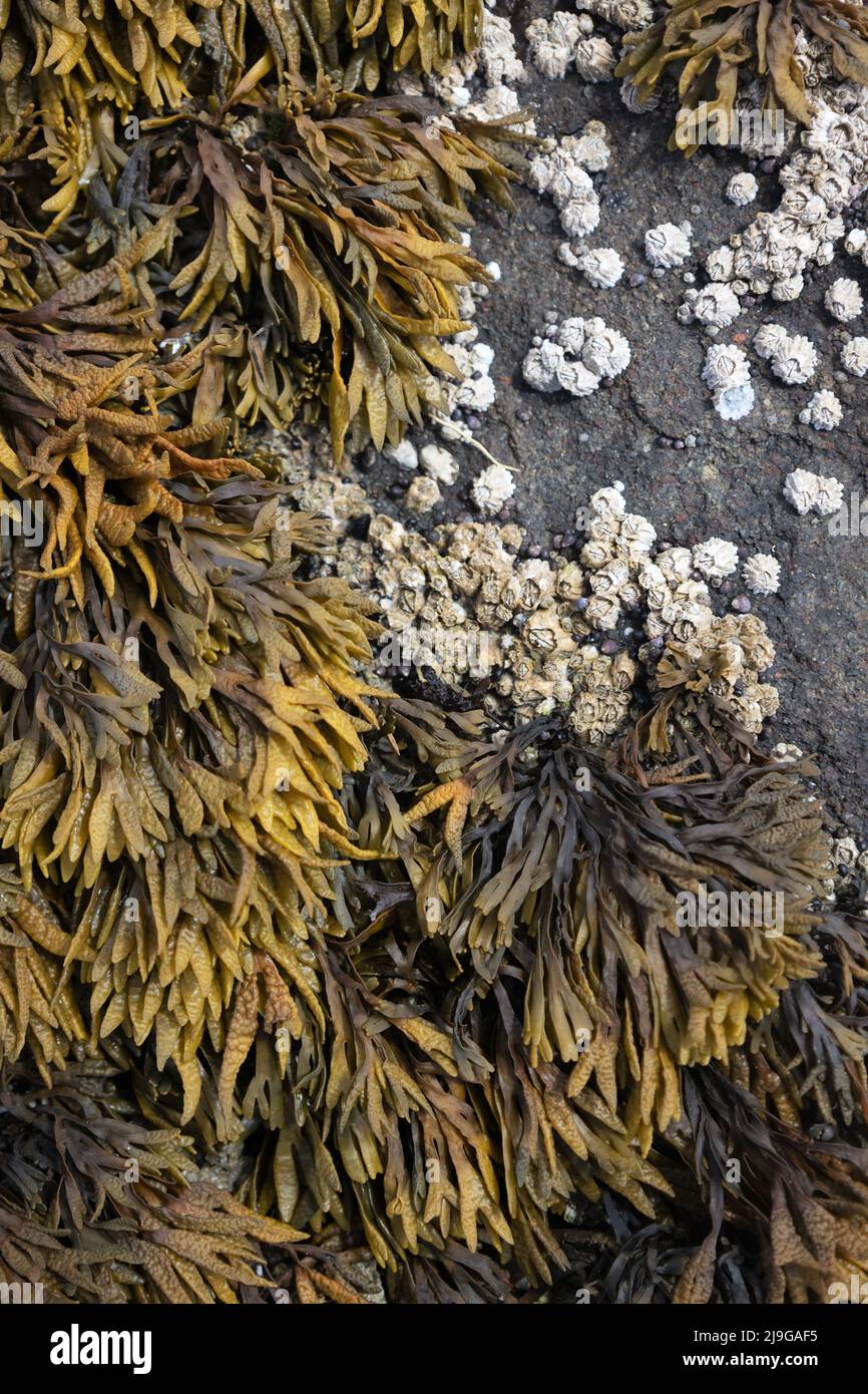 Barnacles and seaweed Stock Photo - Alamy