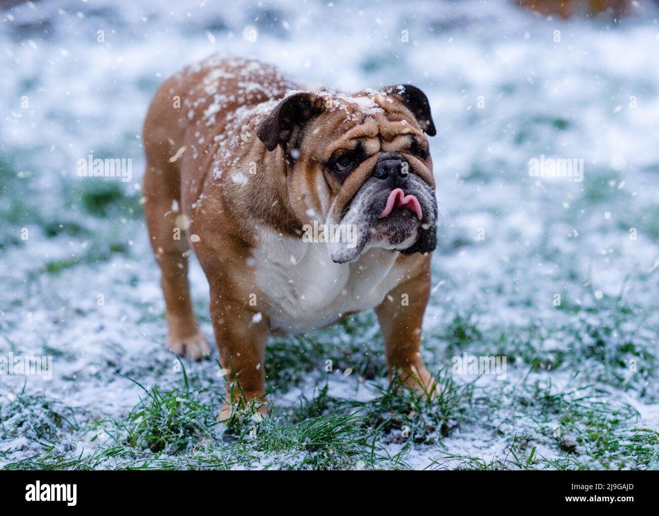 Red English British Bulldog in orange harness out for a walk standing ...