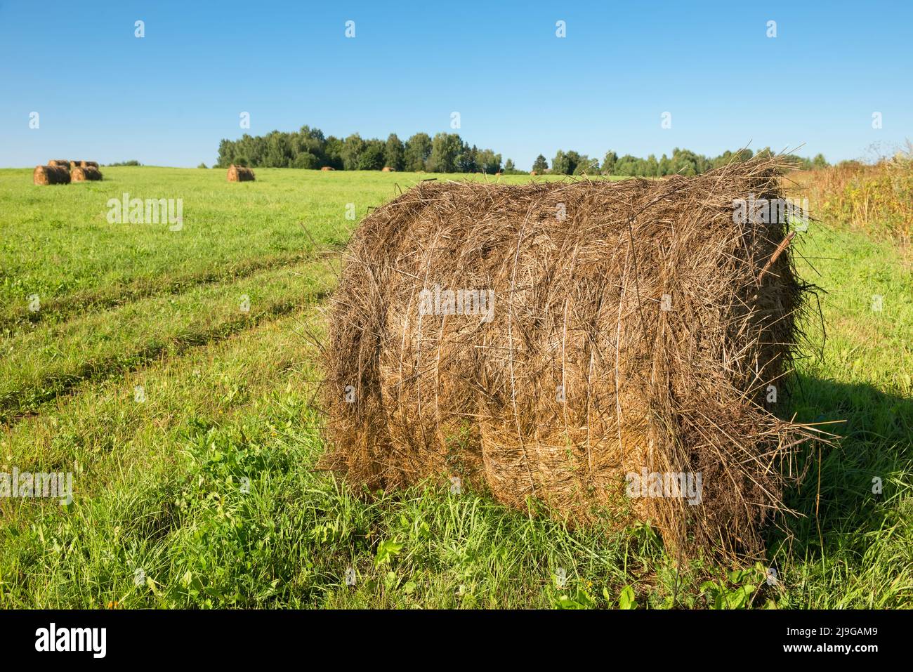 Summer rural landscape: haystacks in a field on a clear sunny day Stock ...