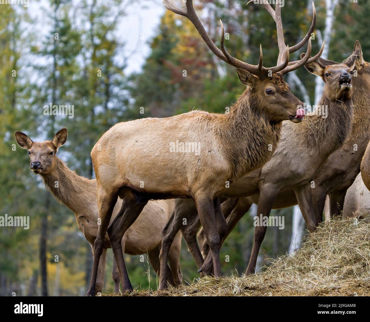 Red deer stag bugling hi-res stock photography and images - Alamy