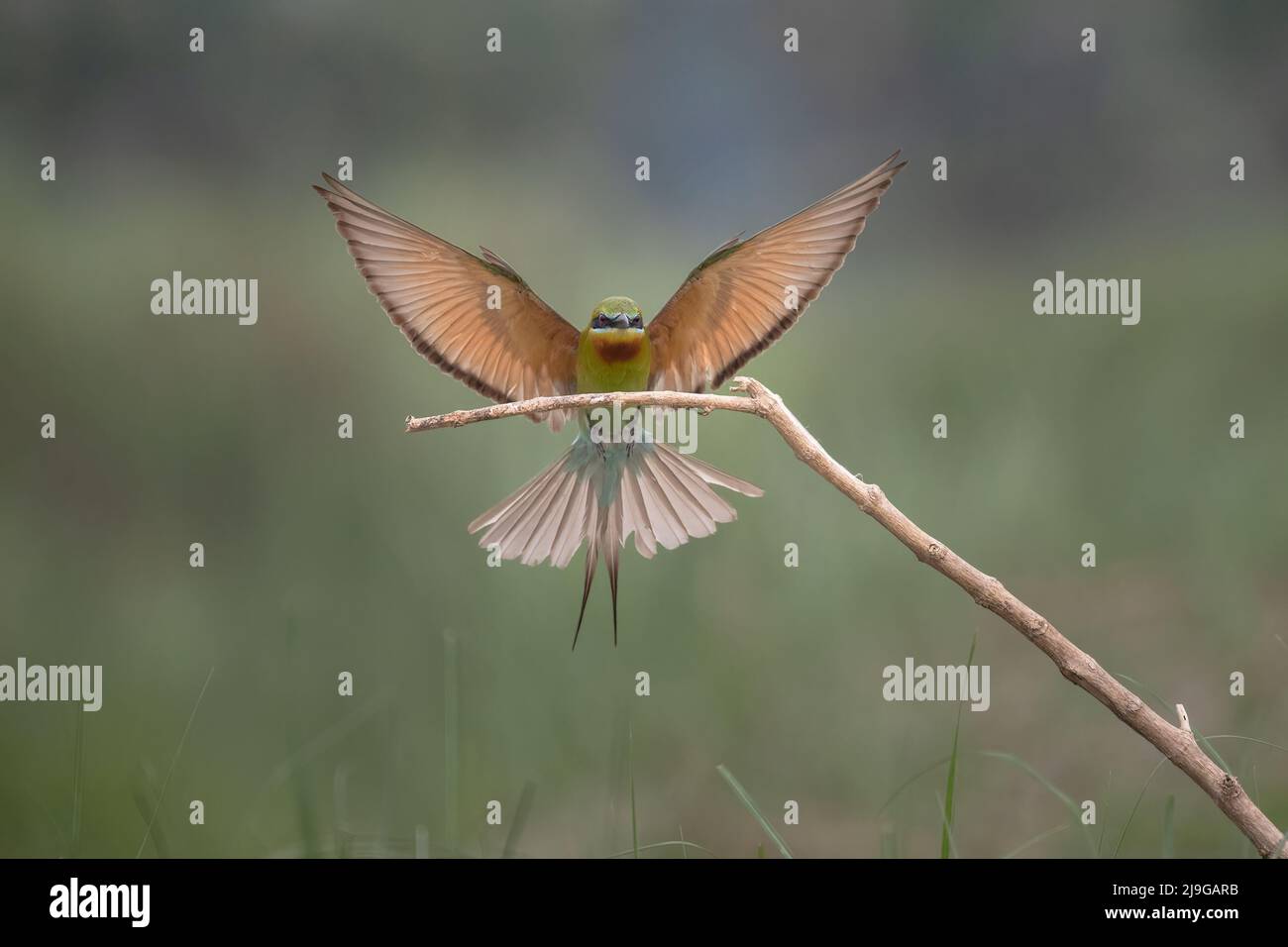 Blue tailed bee eater flying hi-res stock photography and images - Alamy