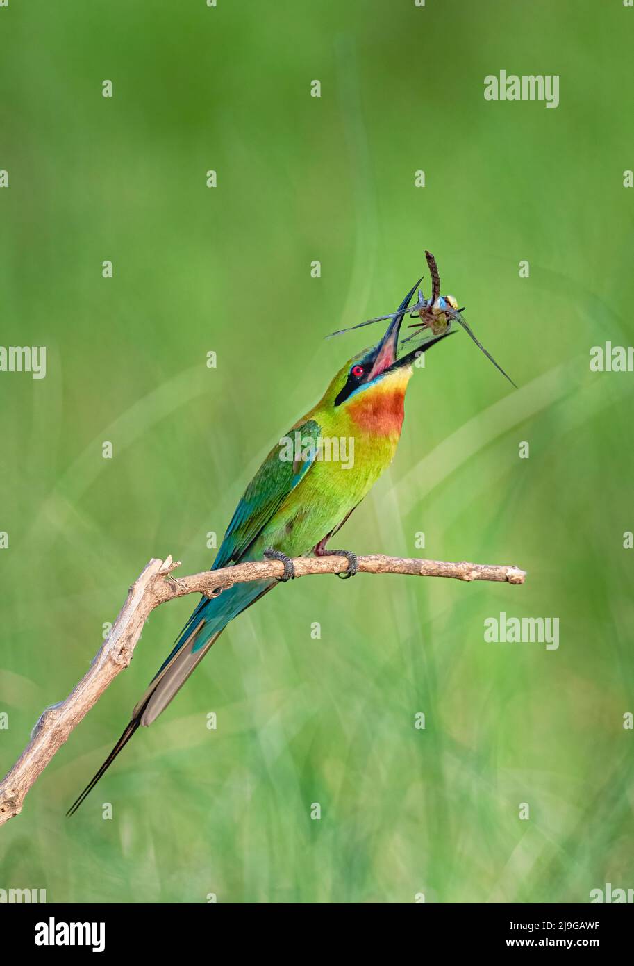 Flying blue tailed bee eater hi-res stock photography and images - Alamy