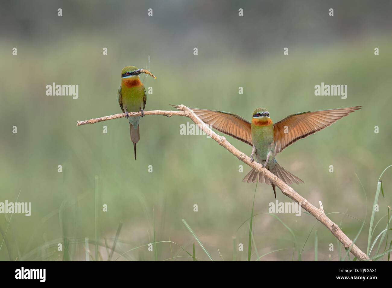 Flying blue tailed bee eater hi-res stock photography and images - Alamy