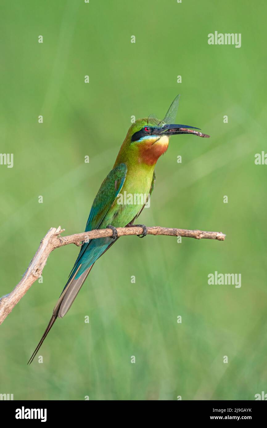 Blue tailed bee eater flying hi-res stock photography and images - Alamy