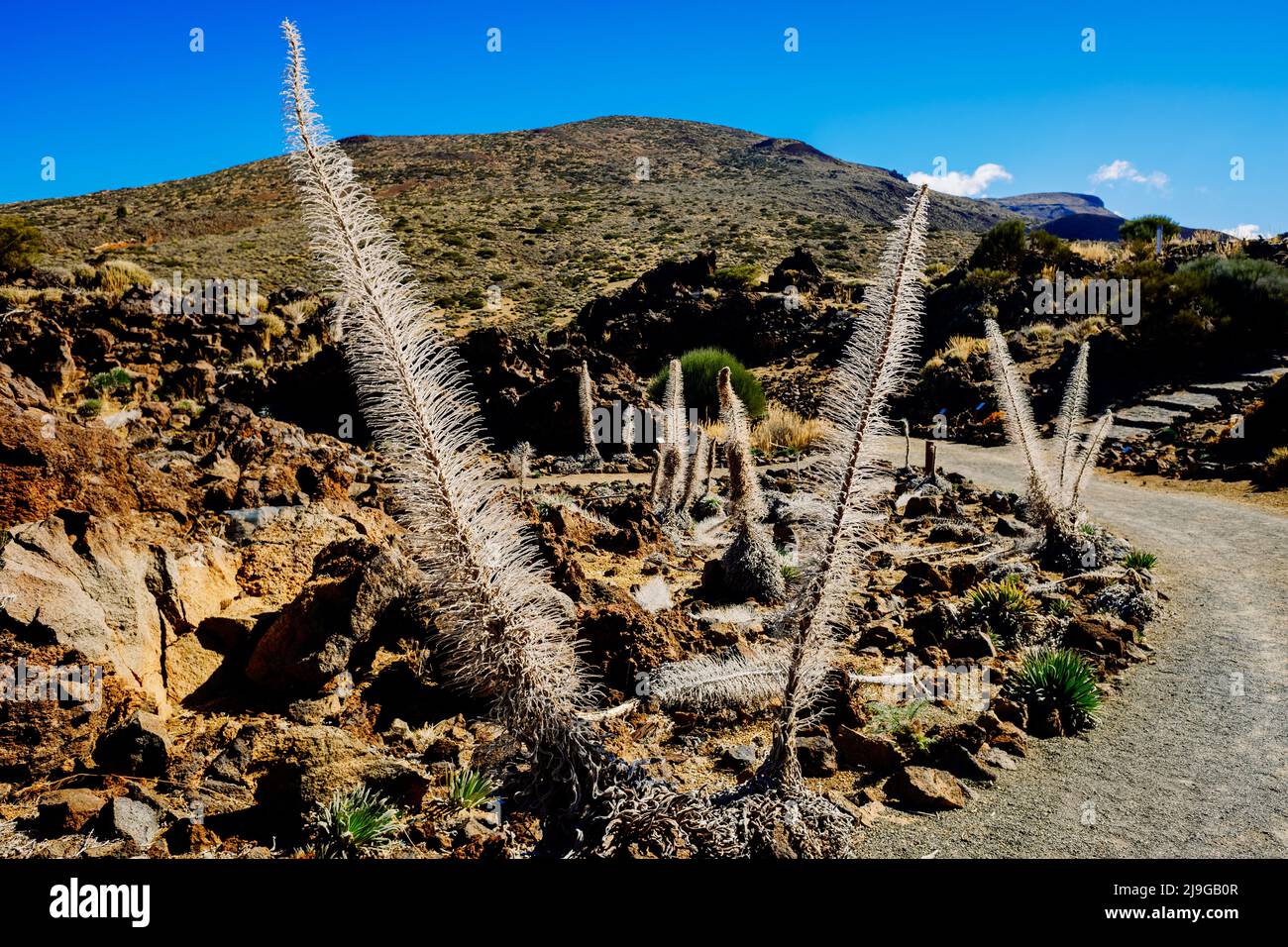 Details of the red Tajinaste plant, Echium wildpretii, near Teide Stock ...