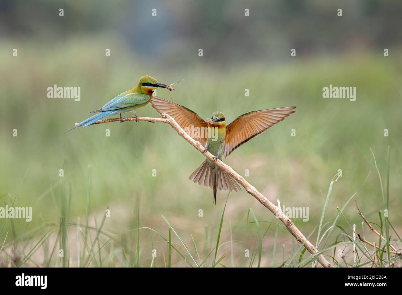 Flying blue tailed bee eater hi-res stock photography and images - Alamy