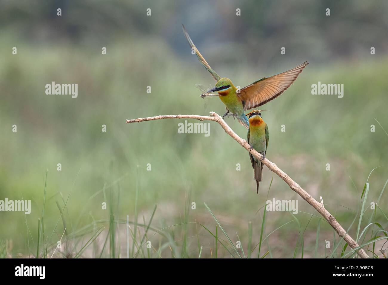 Flying blue tailed bee eater hi-res stock photography and images - Alamy
